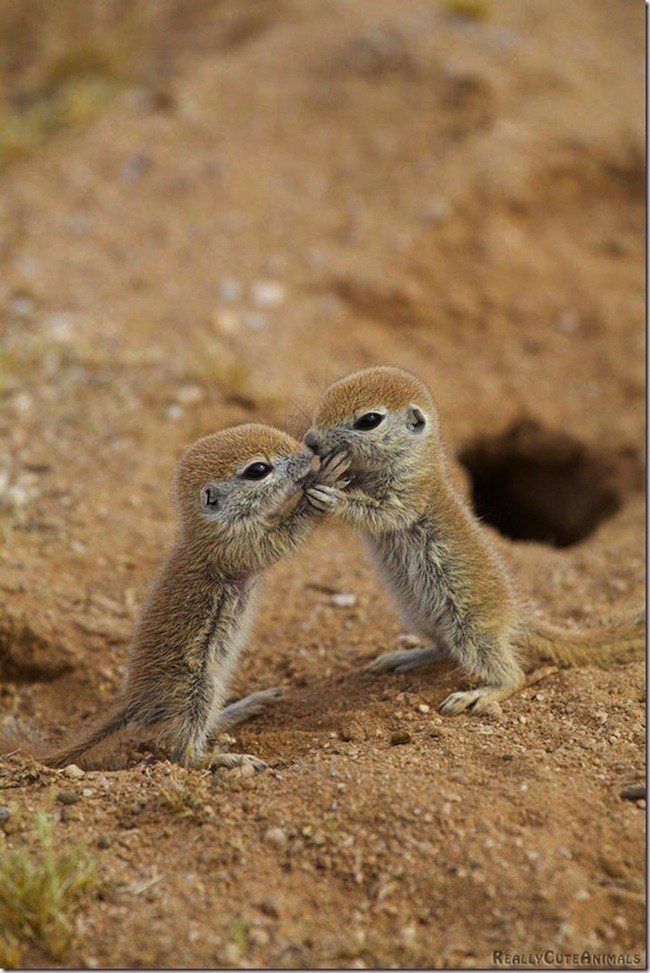 Les animaux les plus mignons du monde