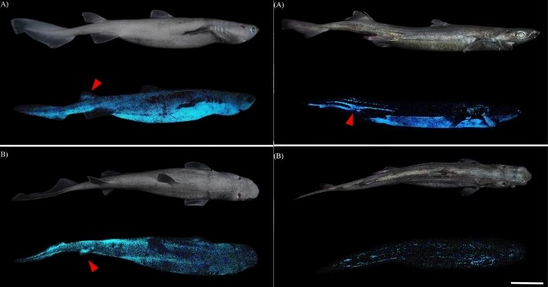 Des requins phosphorescents découverts dans les profondeurs de l'océan ...