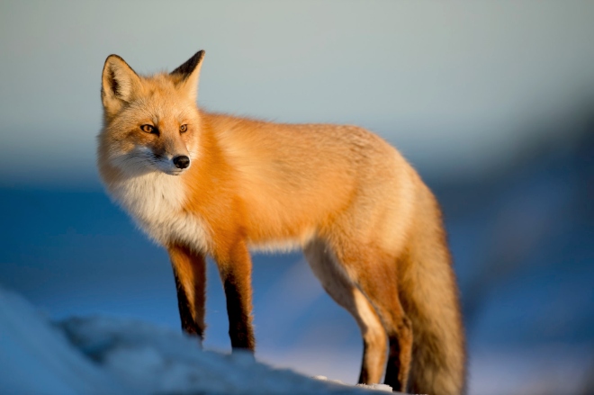 Renard : 8 choses à savoir sur cette espèce