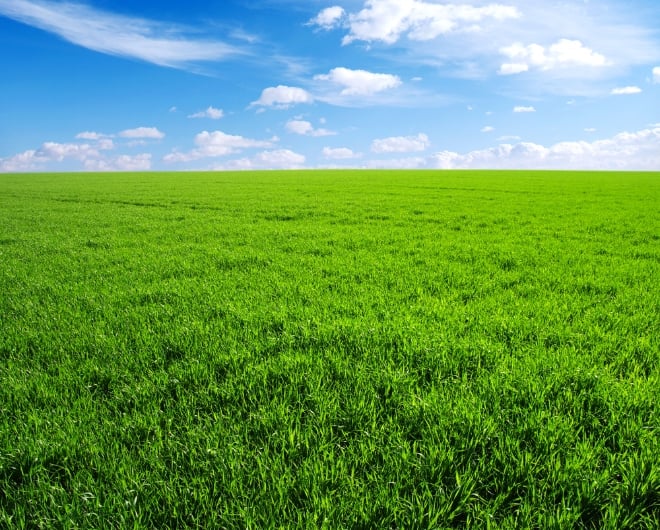 Pourquoi l'herbe est-elle verte