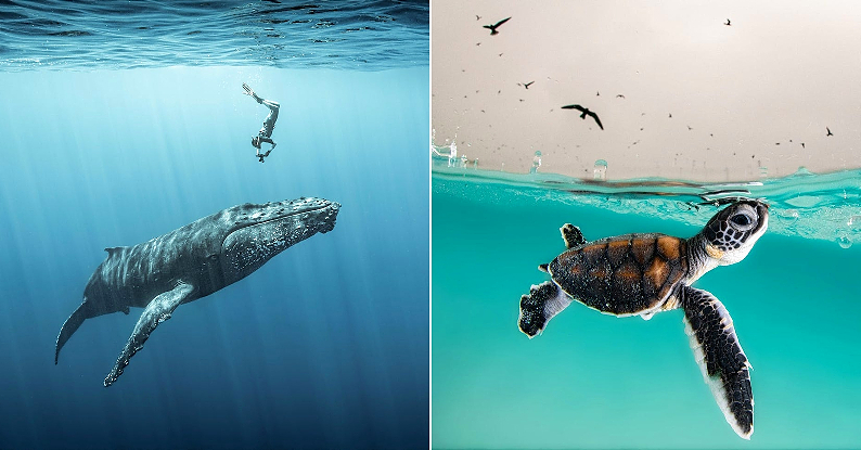 20 photographies sublimes de la vie sous-marine récompensées aux 2021 ...
