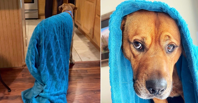 Ce chien craintif et anxieux, récupéré dans la rue, ne se sépare plus ...