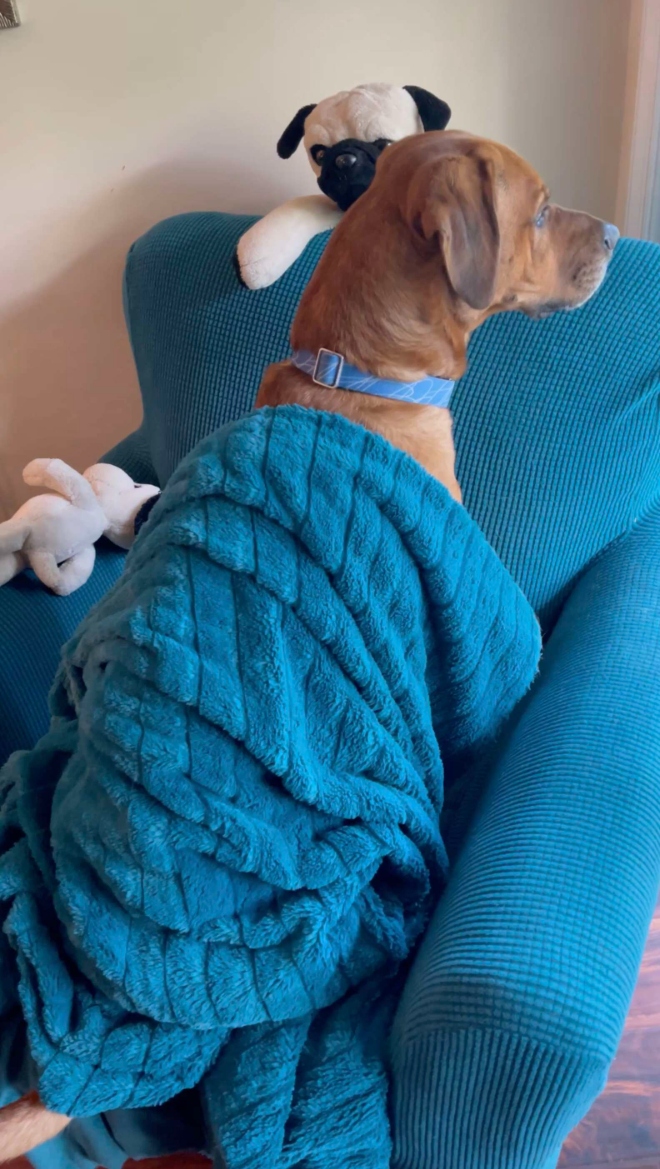 Ce chien craintif et anxieux, récupéré dans la rue, ne se sépare plus ...