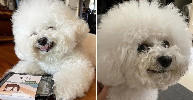 Ce bichon frisé a des expressions faciales tellement amusantes et ...