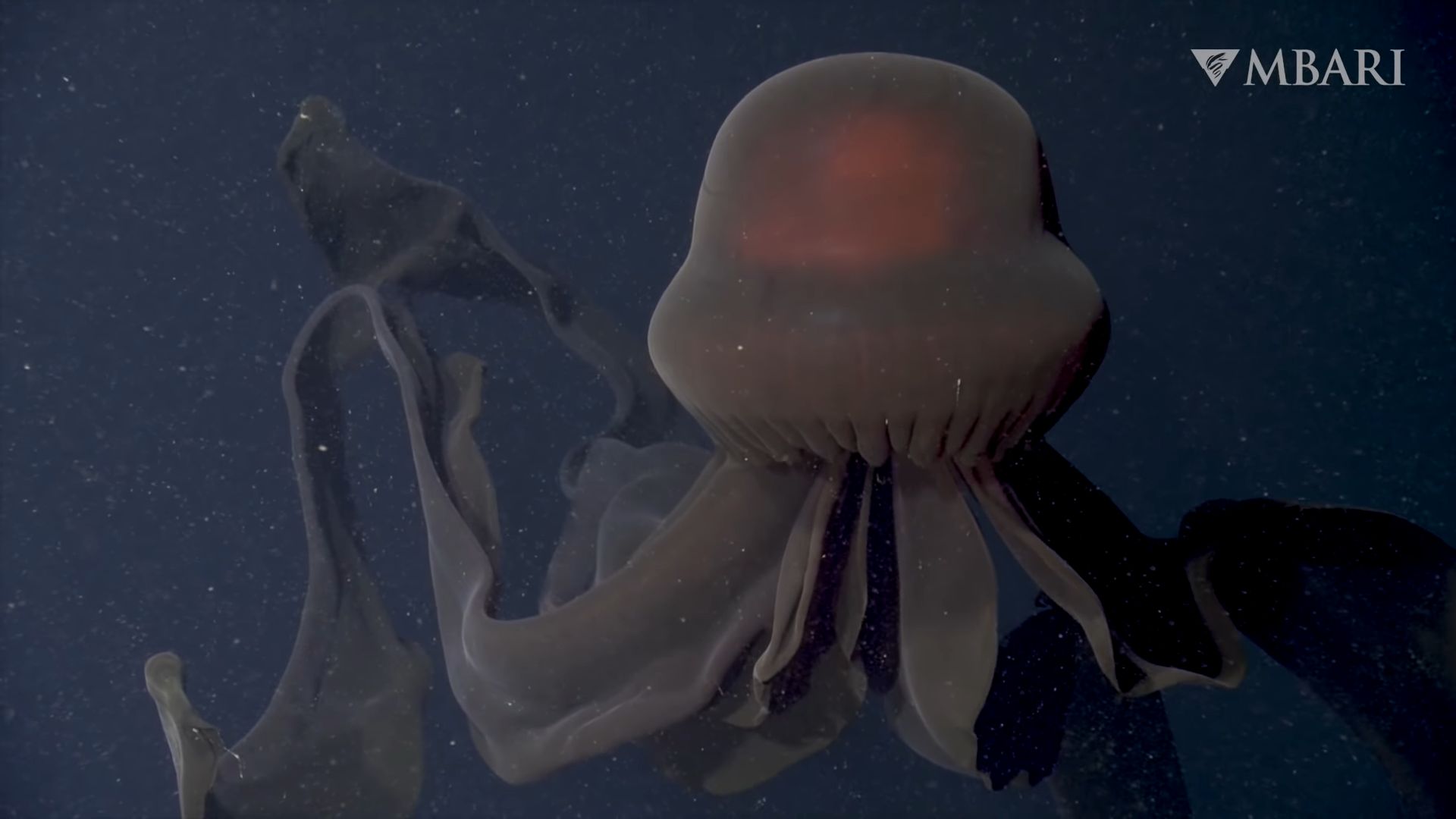 Une impressionnante méduse géante a été filmée lors d'une exploration ...