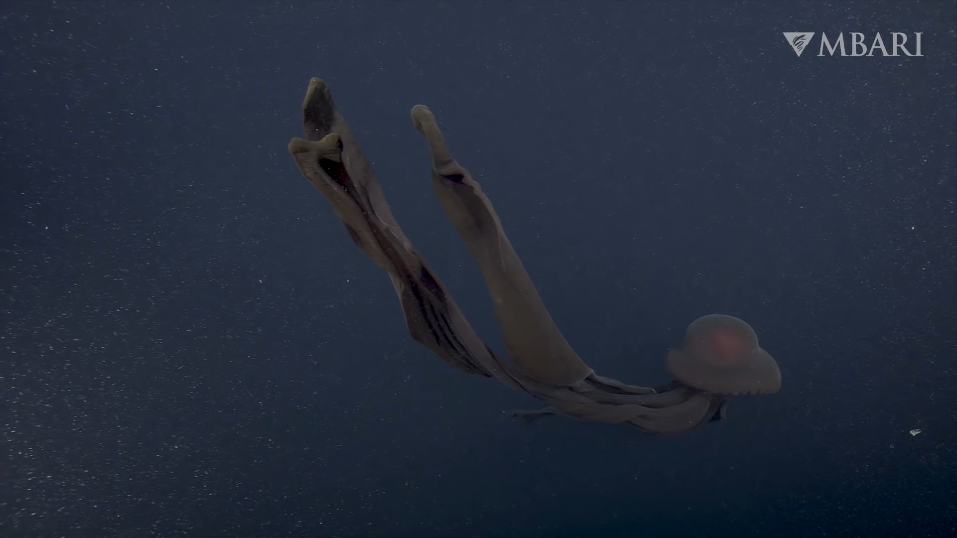 Une impressionnante méduse géante a été filmée lors d'une exploration ...