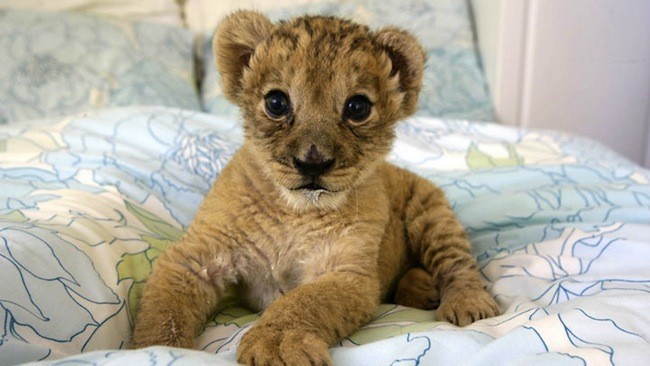 Les animaux les plus mignons du monde