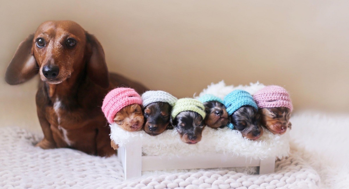 Regardez comment cette maman Teckel est fière de poser aux côtés de ses ...