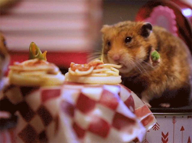 Aujourd'hui, c'est la journée mondiale des pâtes ! 16 choses que seules ...