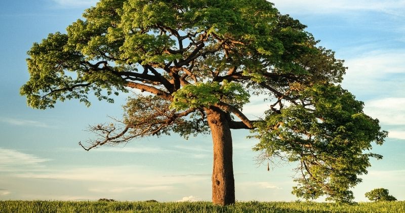 Astrologie celtique : comment connaître son arbre protecteur