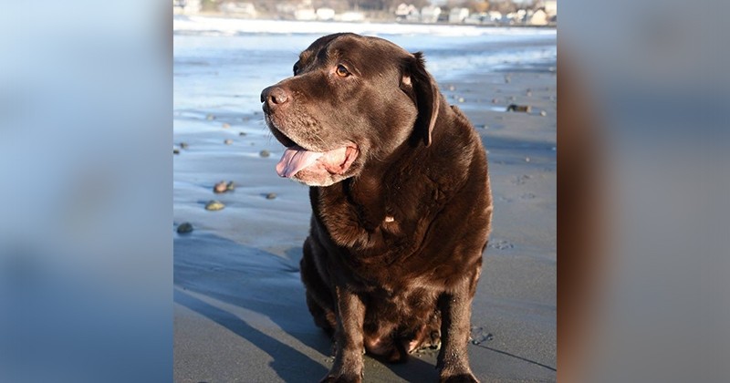 Shiloh : un labrador qui a surmonté son problème de surpoids