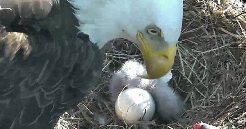 L'éclosion de deux bébés aigles en vidéo : une scène émouvante