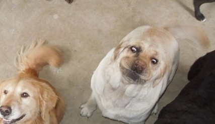 Les chiens les plus bizarres que l'on a pu croiser cette année