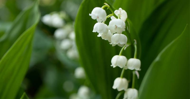 25 images pleines d'humour pour célébrer la fête du muguet
