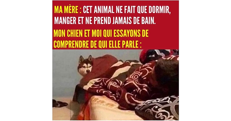 30 mèmes de chiens super drôles