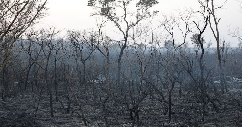 2,3 millions d'animaux sont morts dans l'incendie de l'Amazonie en Bolivie