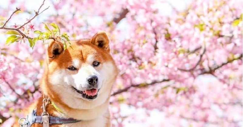 Elle photographie son Shiba Inu au milieu de fleurs colorés, livrant ...
