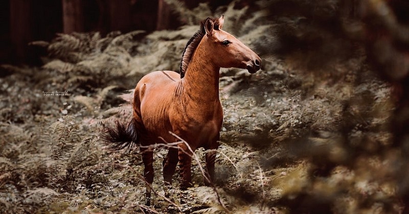 Cette femme photographie un zébrule et les clichés sont incroyables