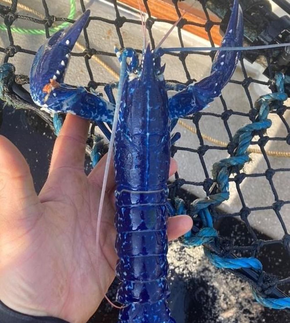 États-Unis : un pêcheur découvre un rarissime homard bleu électrique en ...