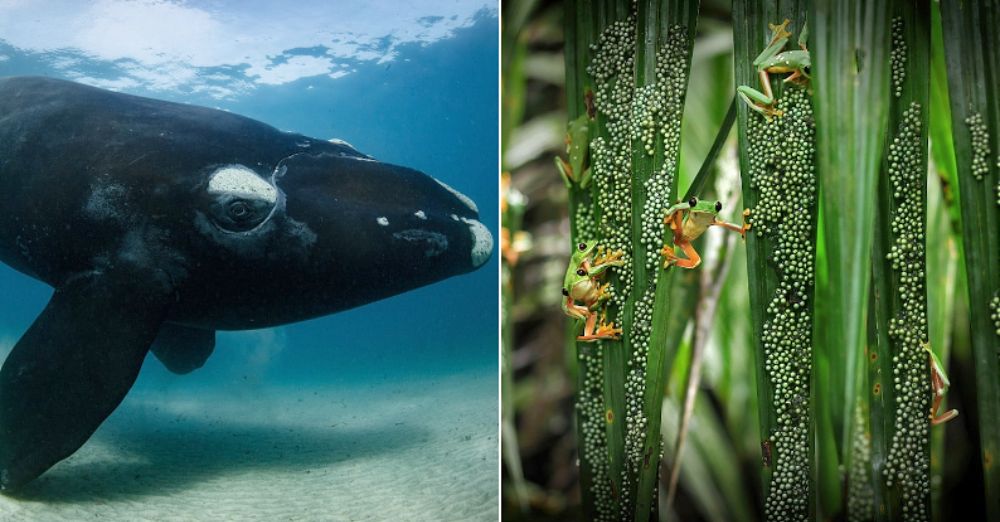 Découvrez les 15 photos sélectionnées pour la finale du 2022 Wildlife ...