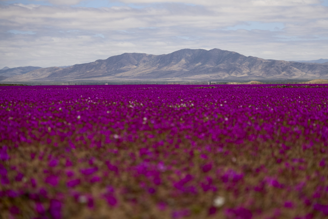 Le désert le plus aride du monde se recouvre de milliers de fleurs, un phénomène rare et magnifique