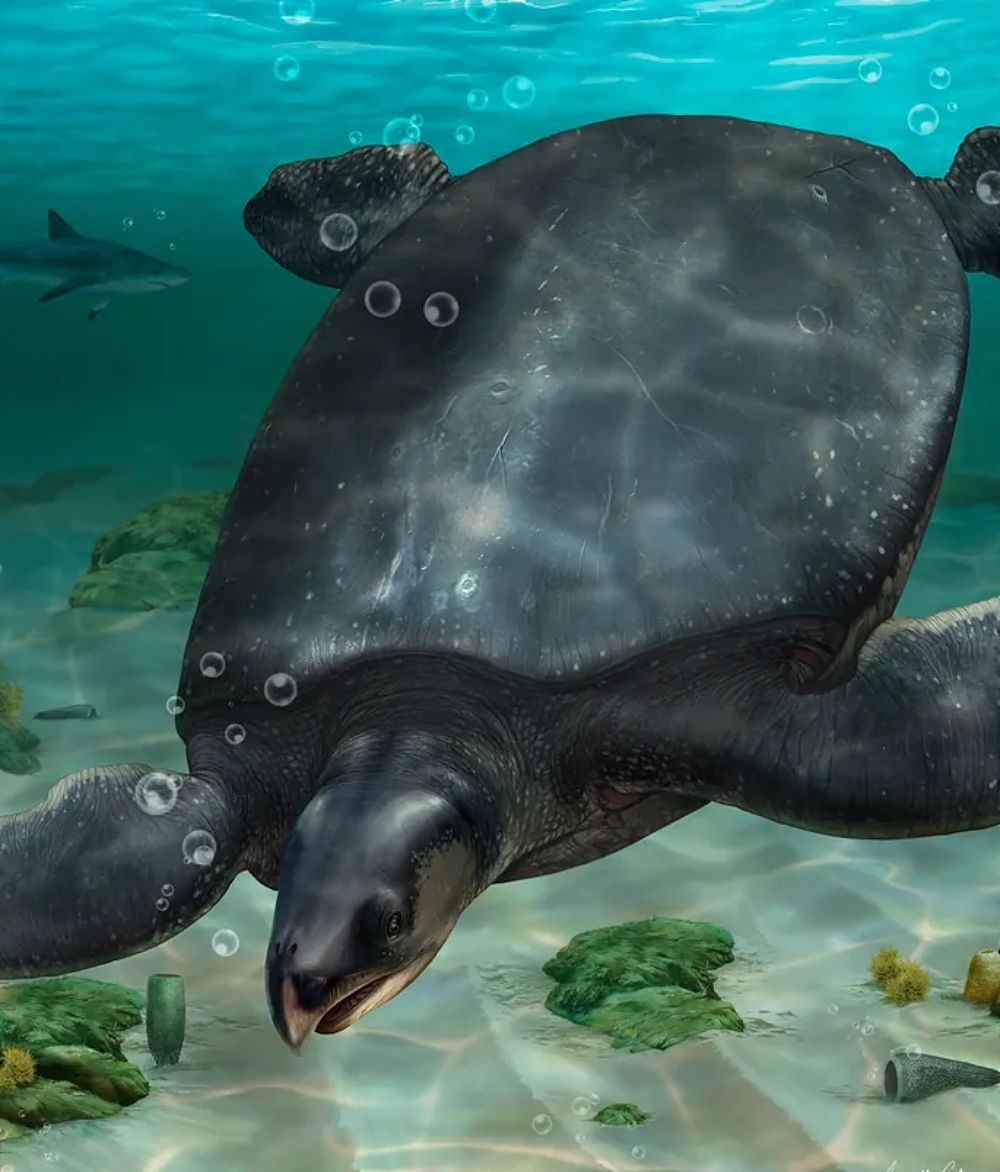 Une tortue géante de près de 4 mètres a été découverte en Espagne