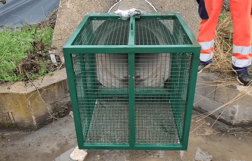 Hérault : ils déposent des cages le long des routes pour retenir les ...