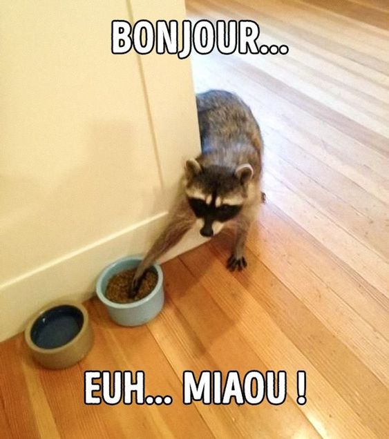 Top 50 des meilleurs memes français repérés sur Pinterest