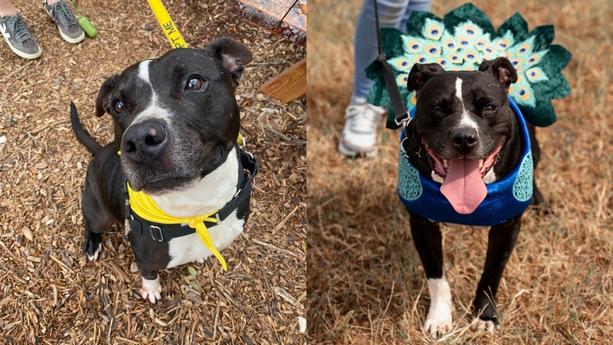 Ce chien a attendu 500 jours pour enfin être adopté, mais son nouveau ...