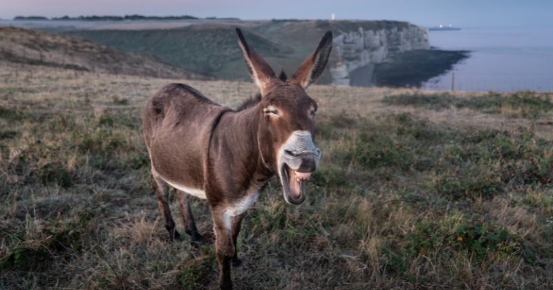 Les 10 principaux animaux de la ferme