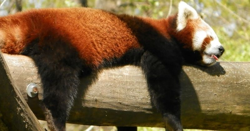 Top 15 des animaux les plus mignons du monde