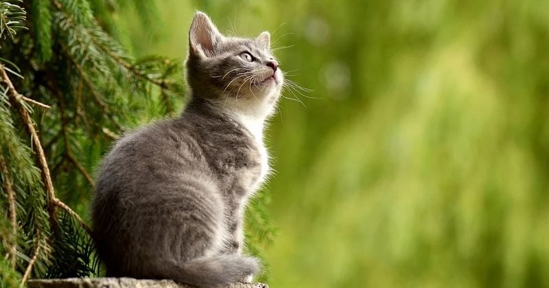 Top 15 des animaux les plus mignons du monde