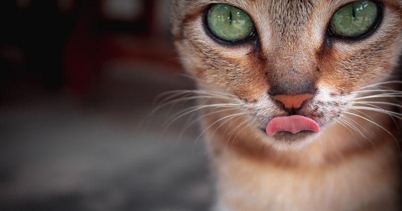 Chat abyssin : origine, taille, santé, élevage et comportement