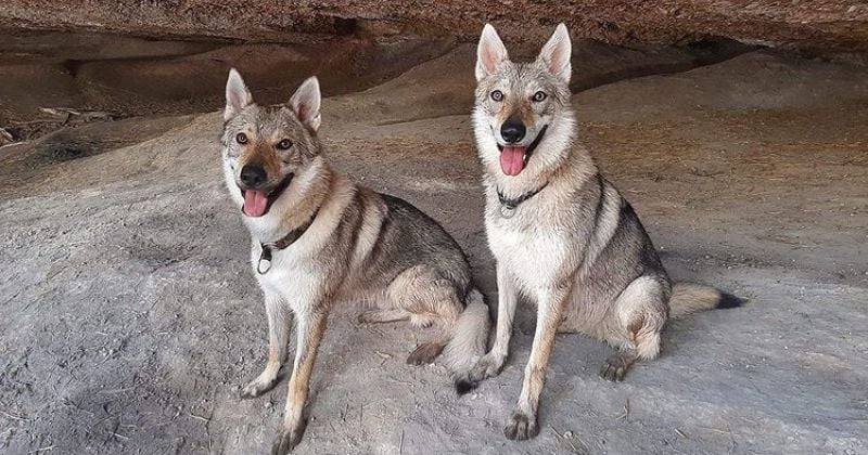Chien loup tchécoslovaque : origine, taille, santé et comportement