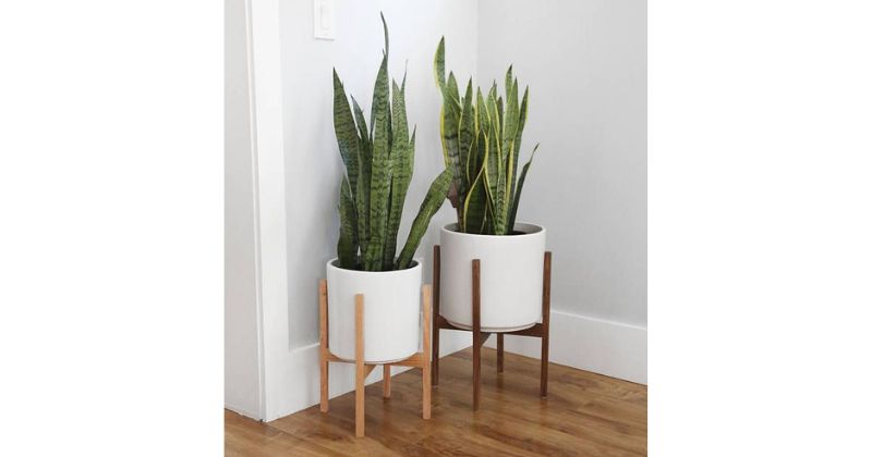 15 variétés de plantes d'intérieur à mettre dans son salon